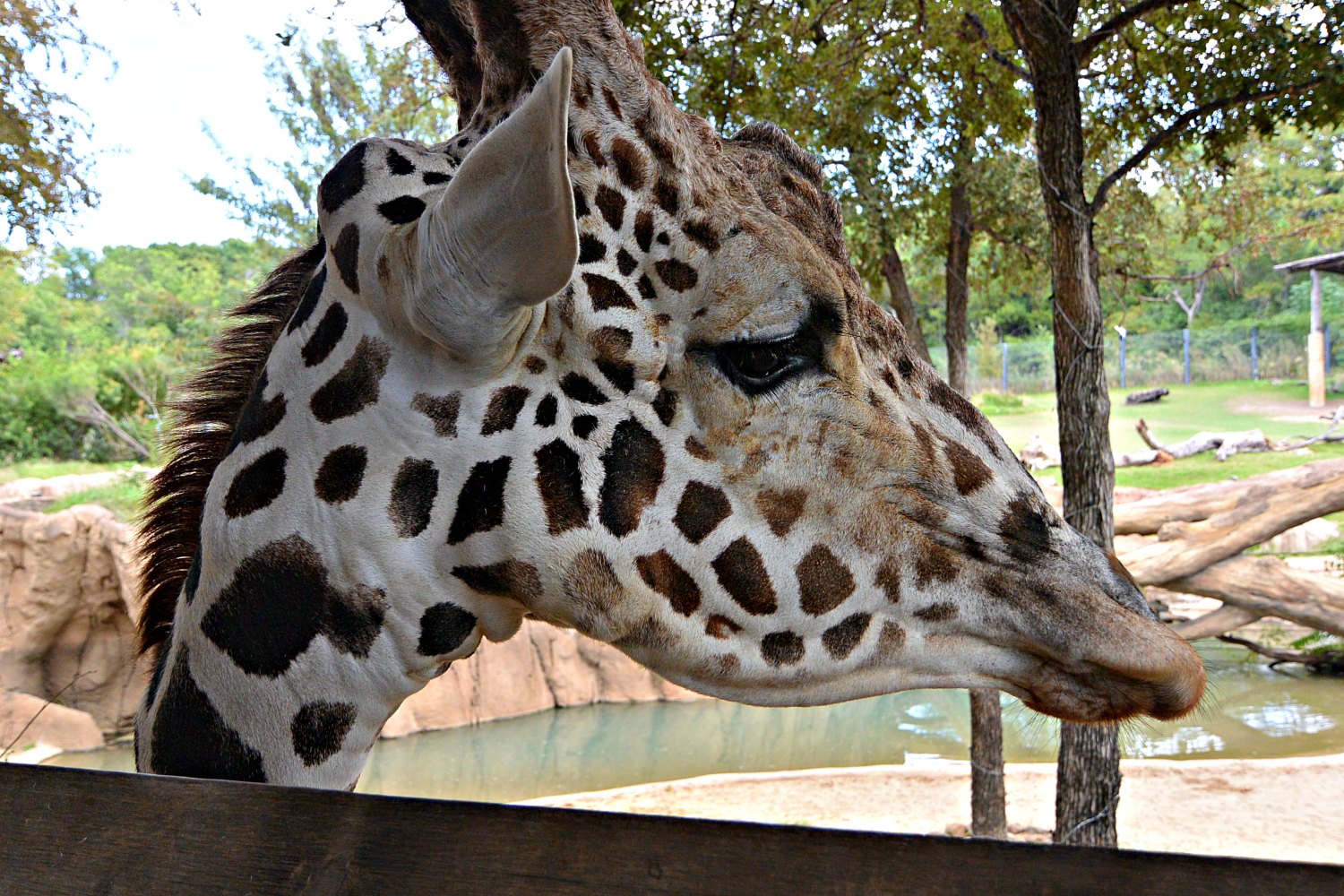The Dallas Zoo - An Experience Not To Be Missed! - Three Different ...