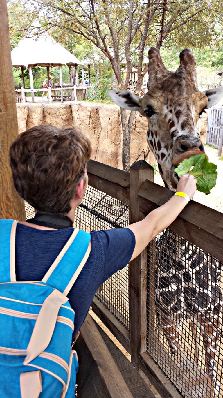 The Dallas Zoo - An Experience Not To Be Missed! - Three Different ...